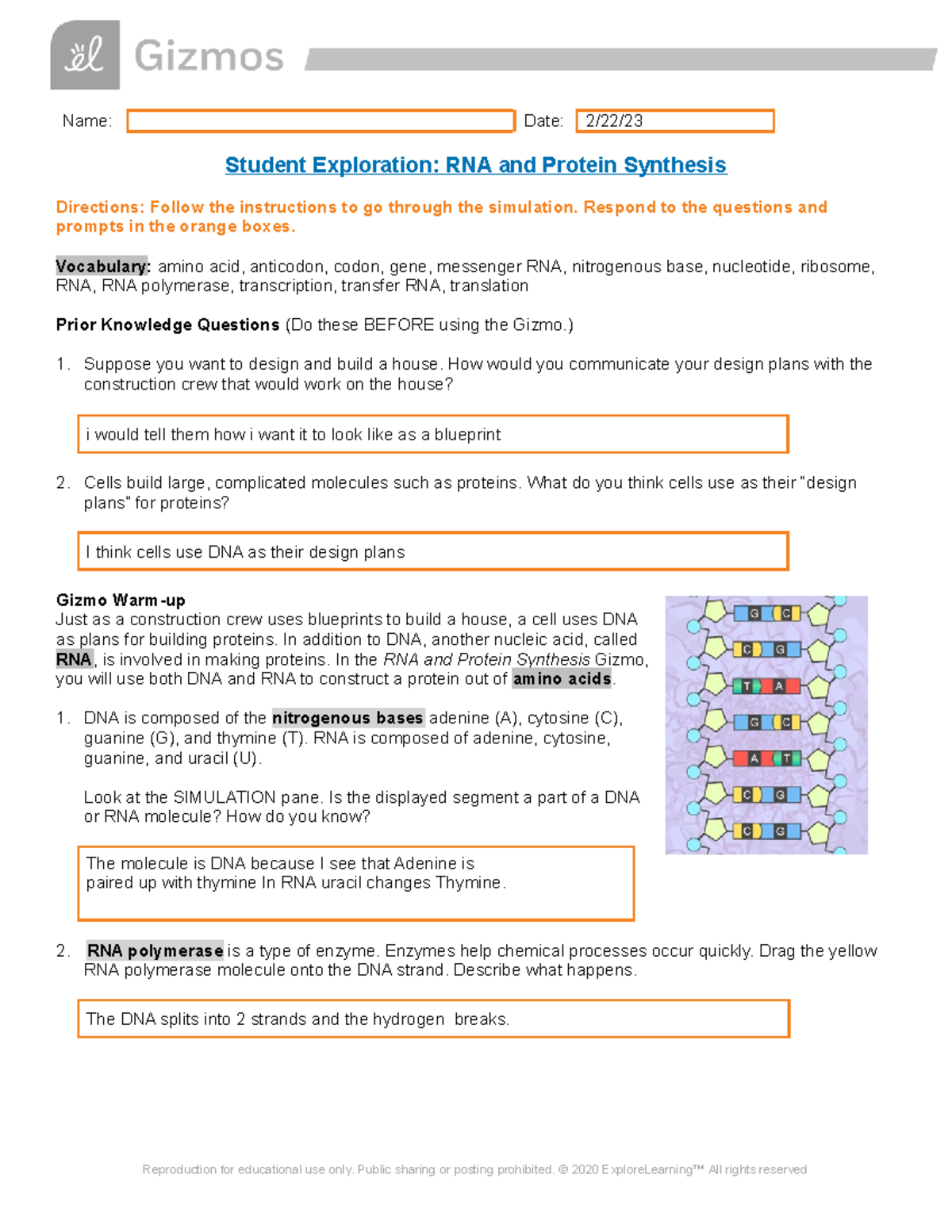 Copy of RNAProtein Synthesis SE - Name: Date: 2/22/ Student Exploration ...