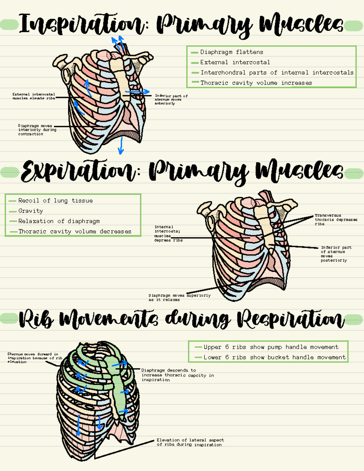 BM1032 12 - Diaphragm flattens External intercostal Interchondral parts ...