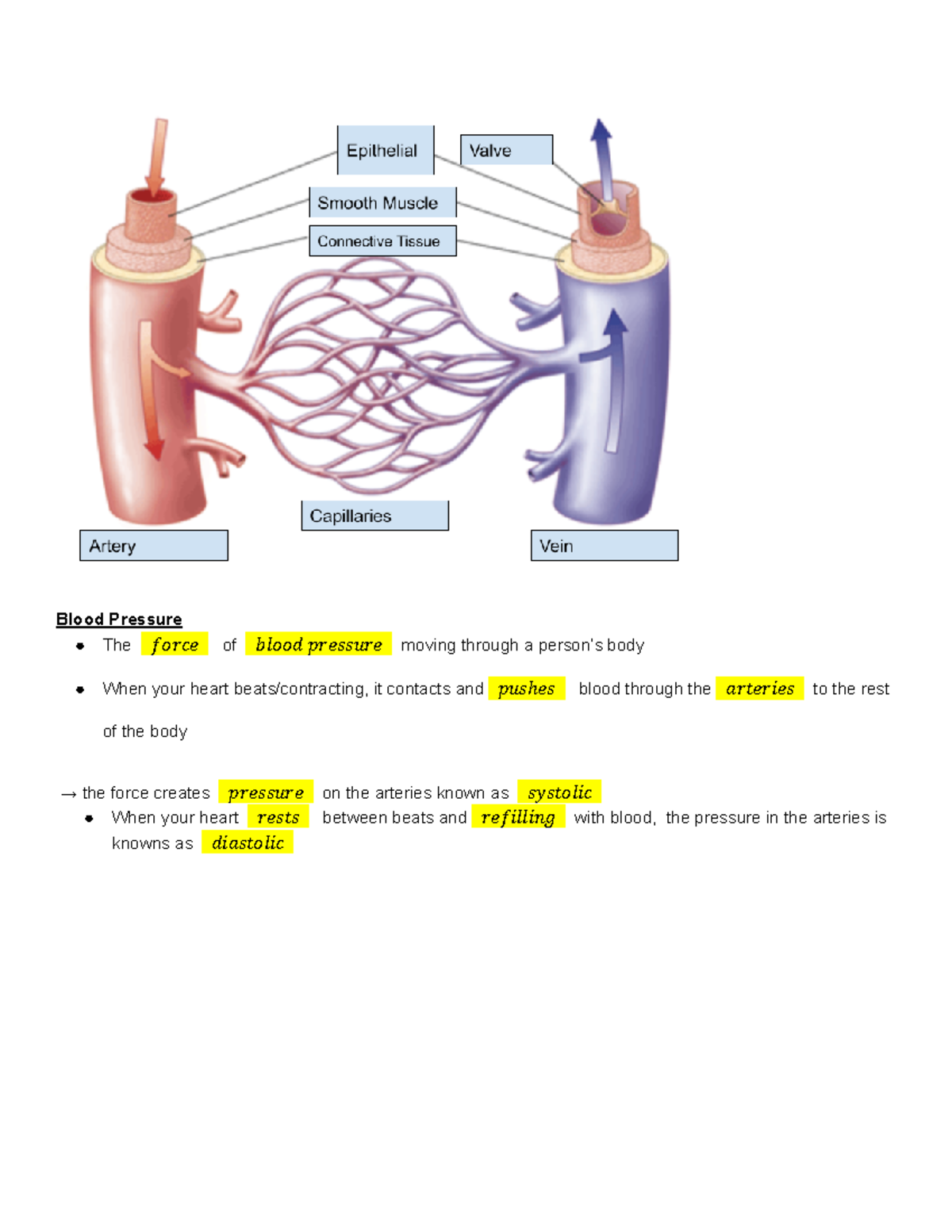 Part 2 of Circulatory System [Student Notes] - Google Docs - BIOL1000 ...