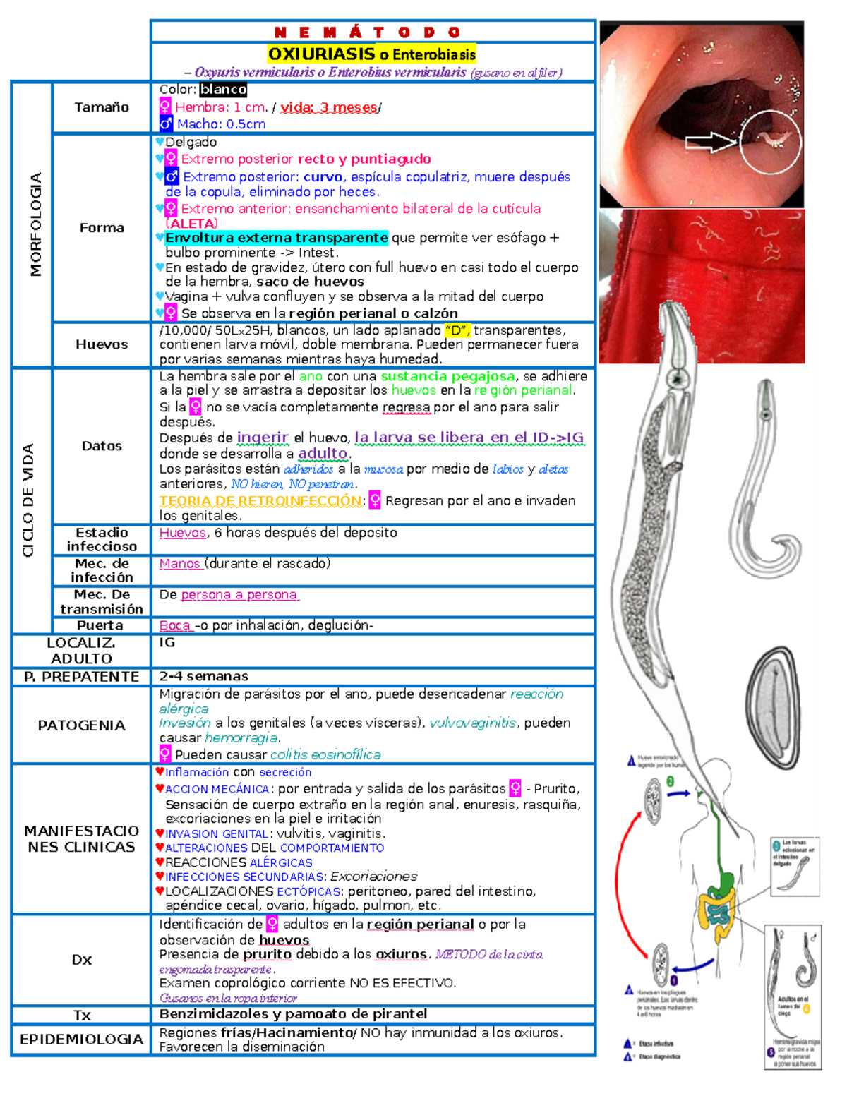 Nemátodo - Oxyuris - N E M Á T O D O OXIURIASIS o Enterobiasis ...
