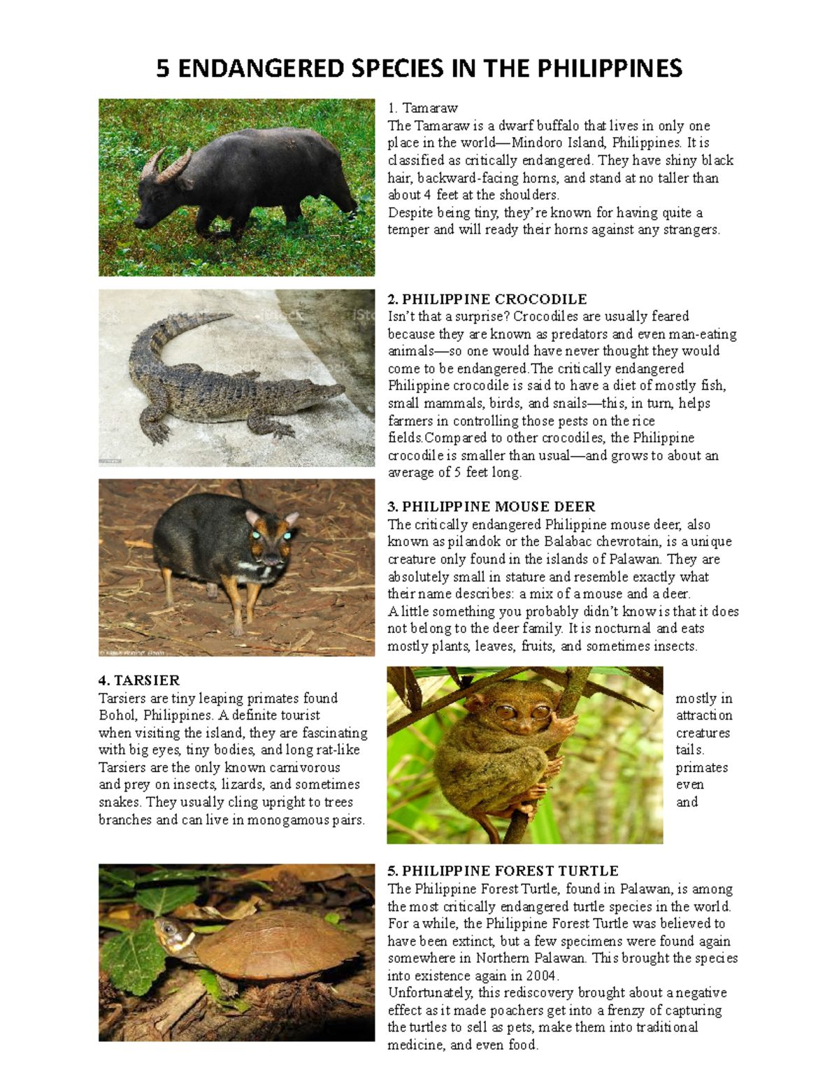 5 Endangered Species IN THE Philippines - 5 ENDANGERED SPECIES IN THE ...