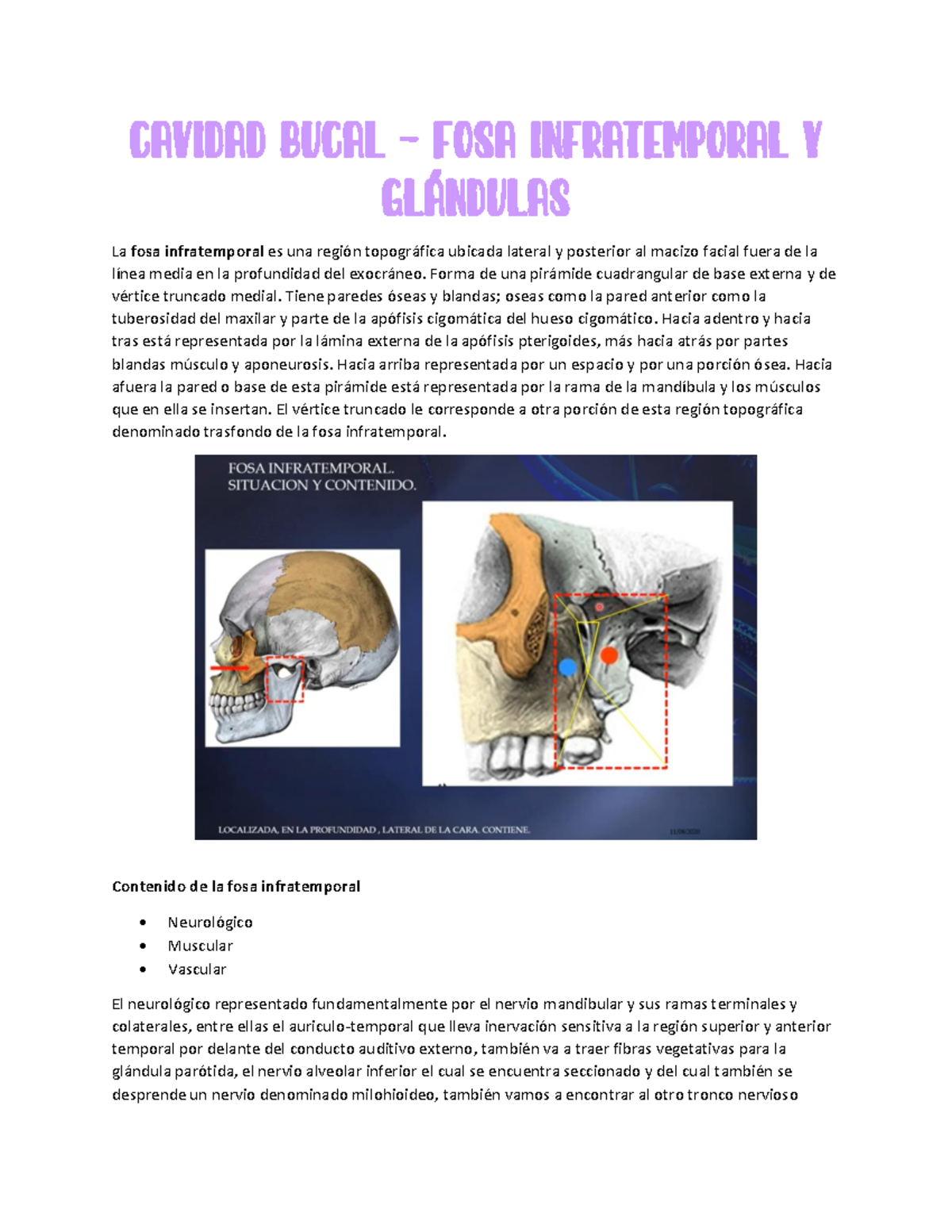 Cavidad Bucal FOSA Infratemporal Glandulas - La fosa infratemporal es ...