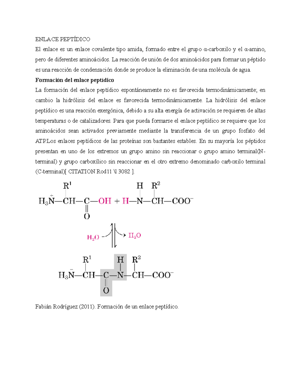 Enlace Peptídico - ENLACE PEPTÍDICO El enlace es un enlace covalente ...