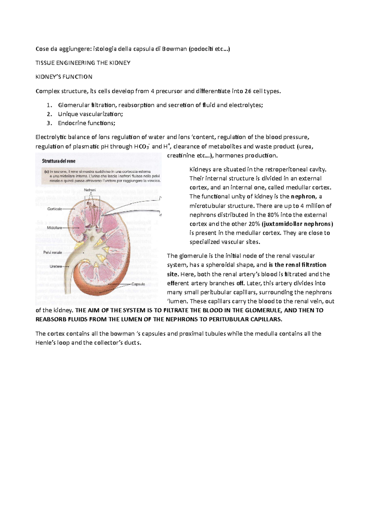 Tissue Engineering THE Kidney - Cose da aggiungere: istologia della ...