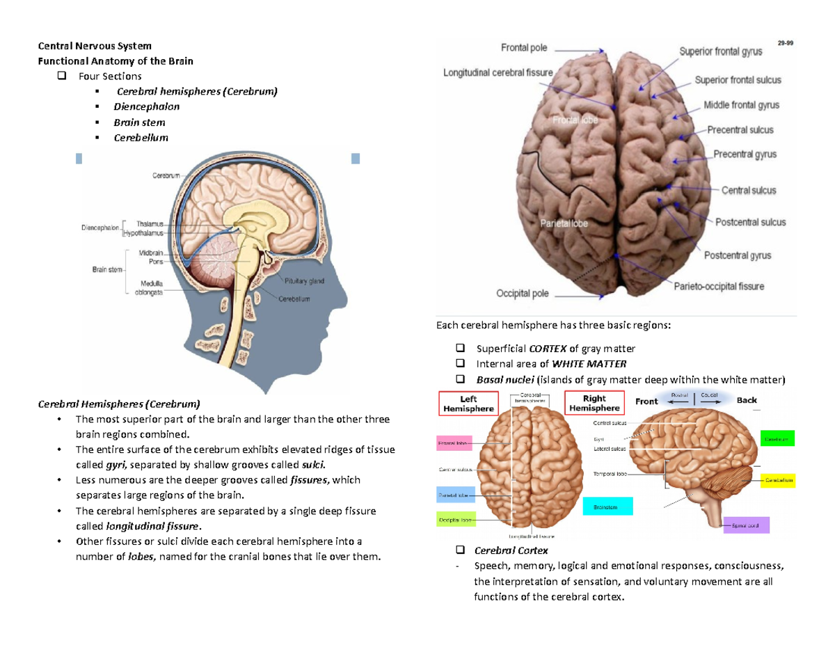 Central Nervous System - Central Nervous System Functional Anatomy of ...