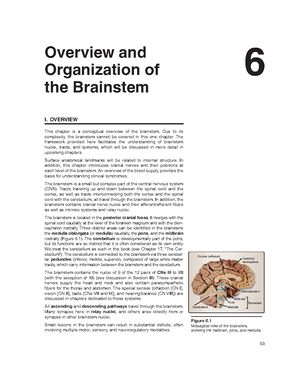 Chapter 15 - Urinary System histology - Chapter 15 URINARY SYSTEM ...