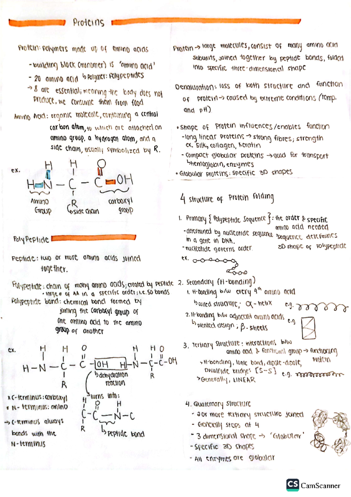 Biochemistry- Proteins Notes - CamScanner - Studocu
