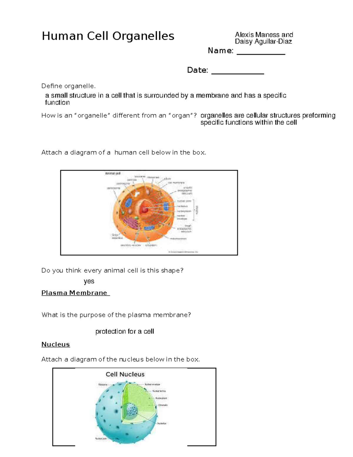 hi-sjsjsjsjsjsjsjsjsjsjsj - Human Cell Organelles Name ...
