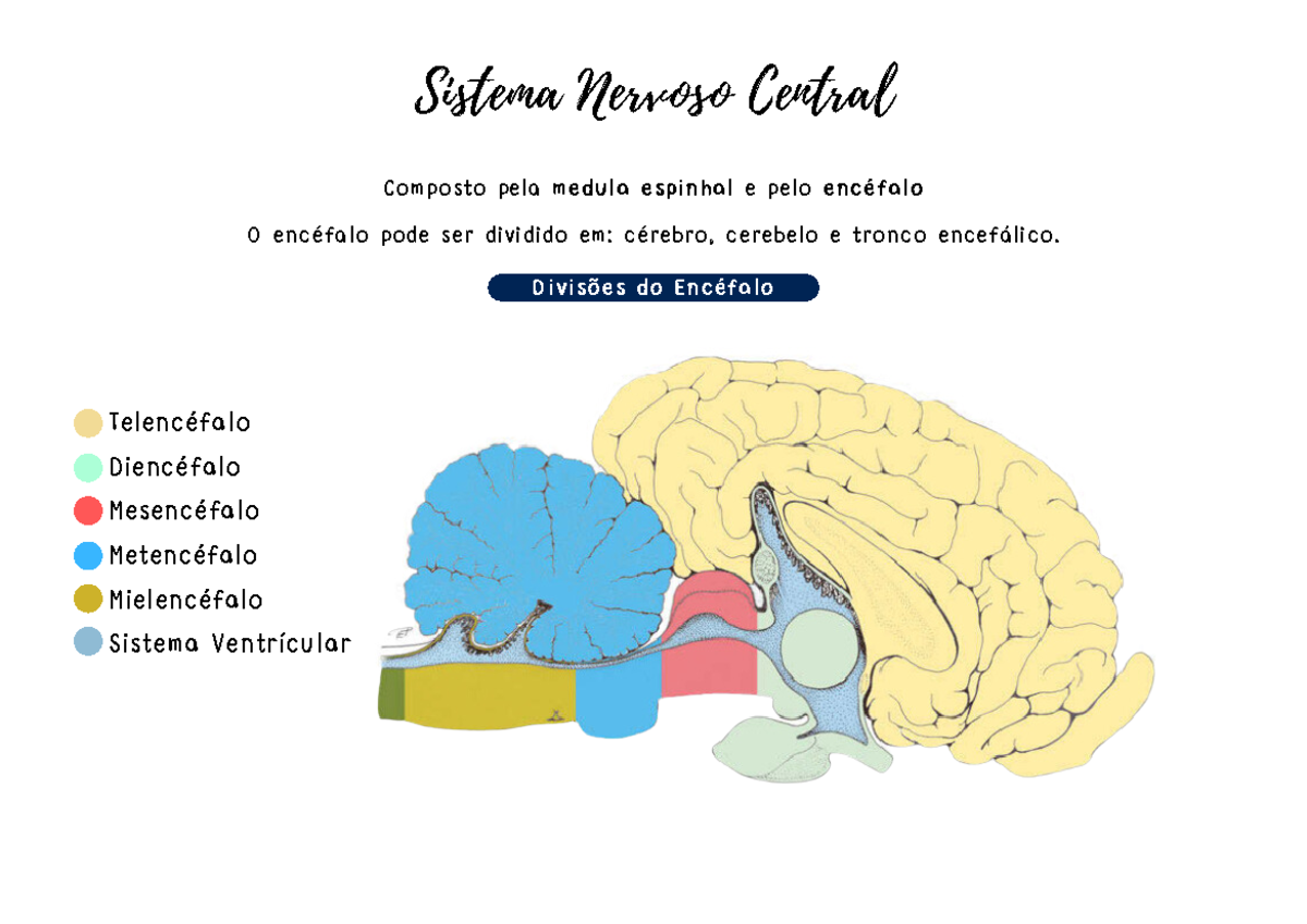 Apostila DE Sistema Nervoso - Telencéfalo Diencéfalo Mesencéfalo ...
