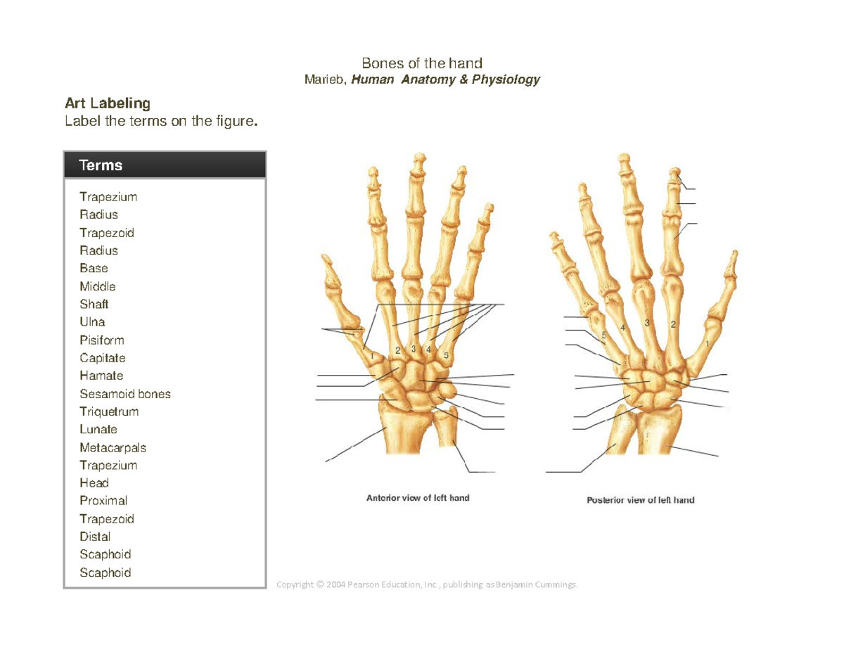 7 Bones of the hand - Lecture Handout - Term List (10) Trapezium Radius ...