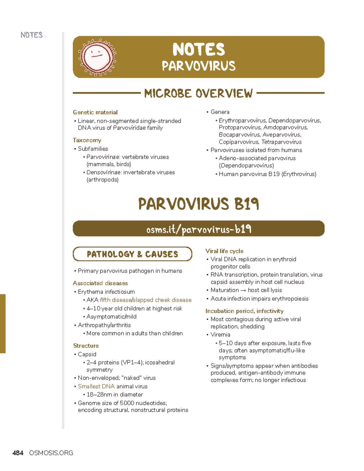 Parvovirus - microbiology - 484 NOTES Genetic material Linear, non ...