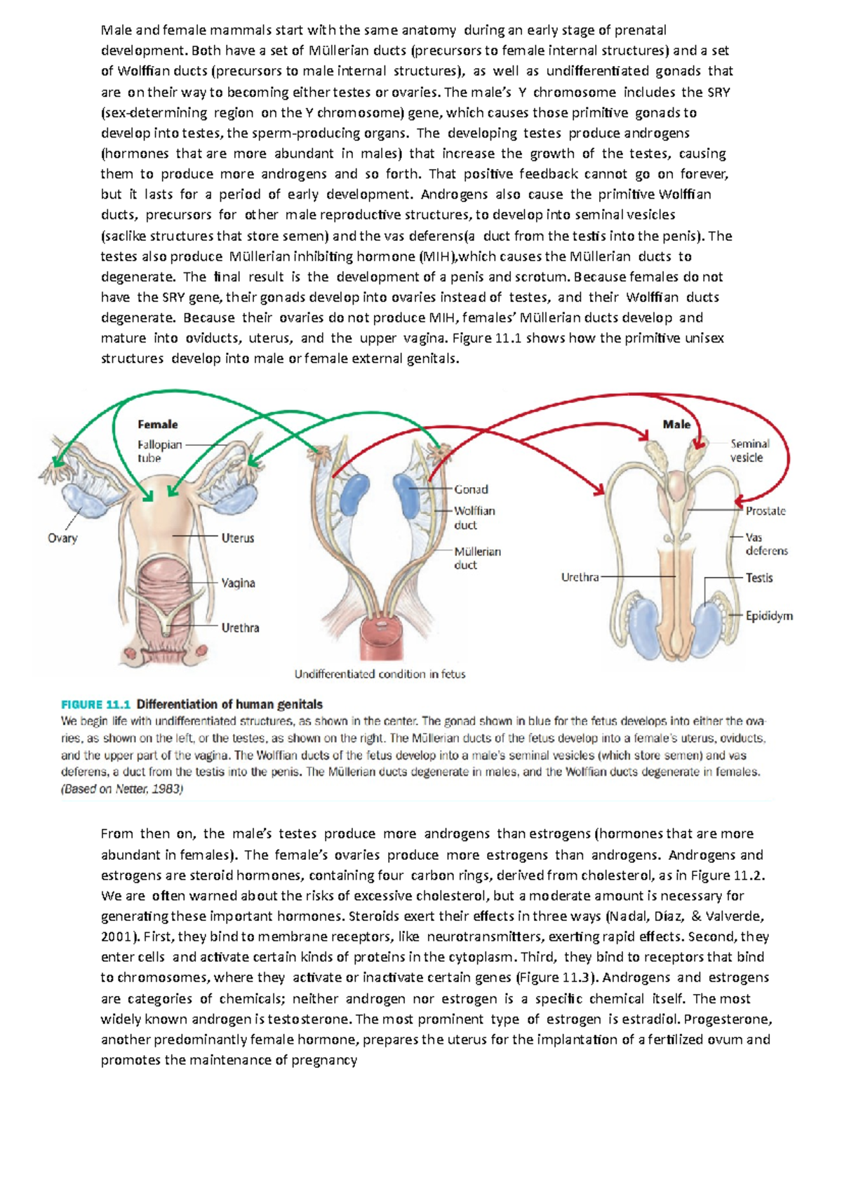 Male and female mammals start with the same anatomy during an early ...