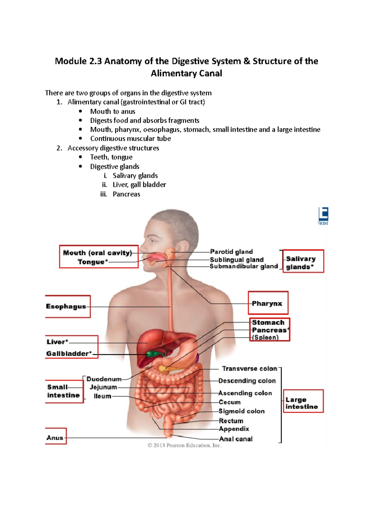 Module 2.3 Clinical Sciences Introduction - Module 2 Anatomy of the ...