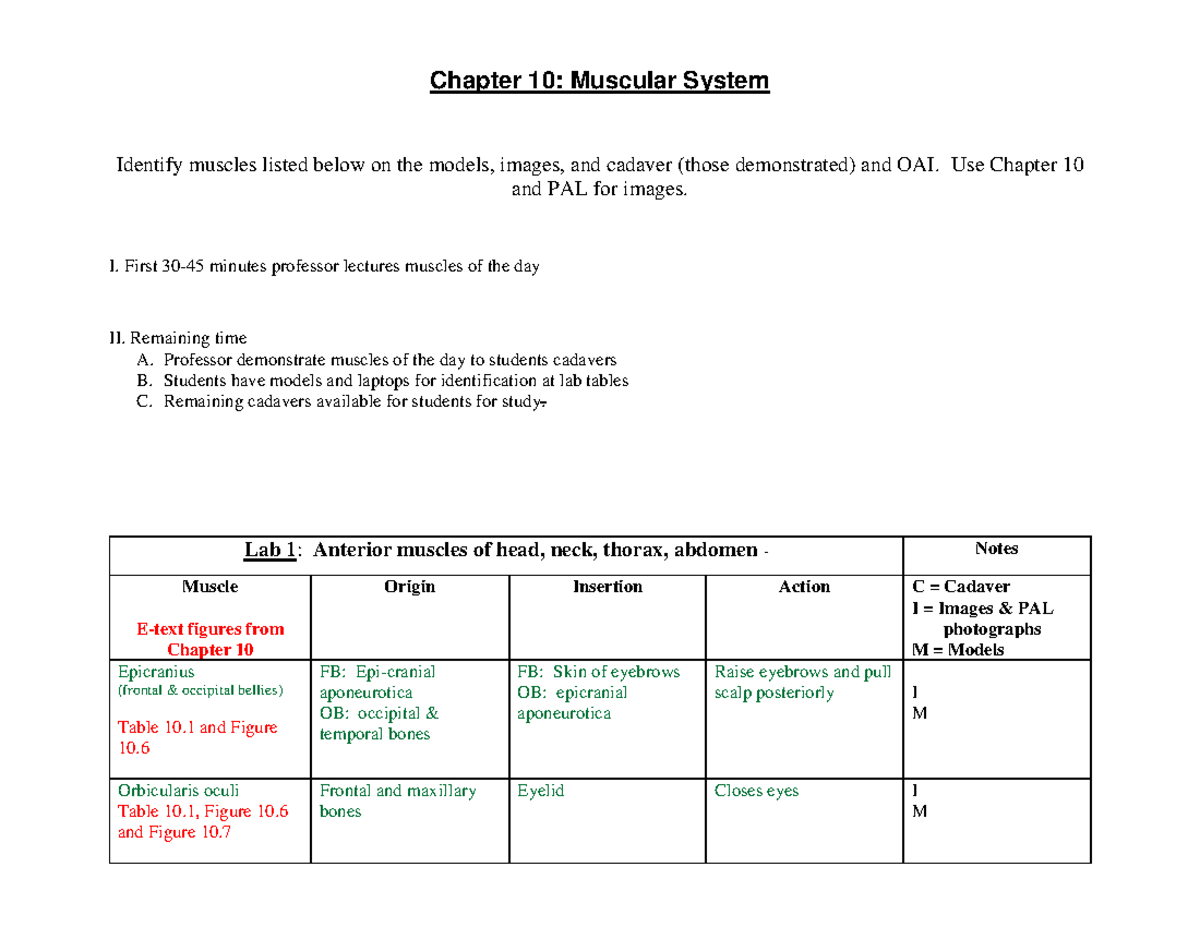 Muscle LAB LIST Hybrid with Ch 10 e-text figures - Chapter 10: Muscular ...
