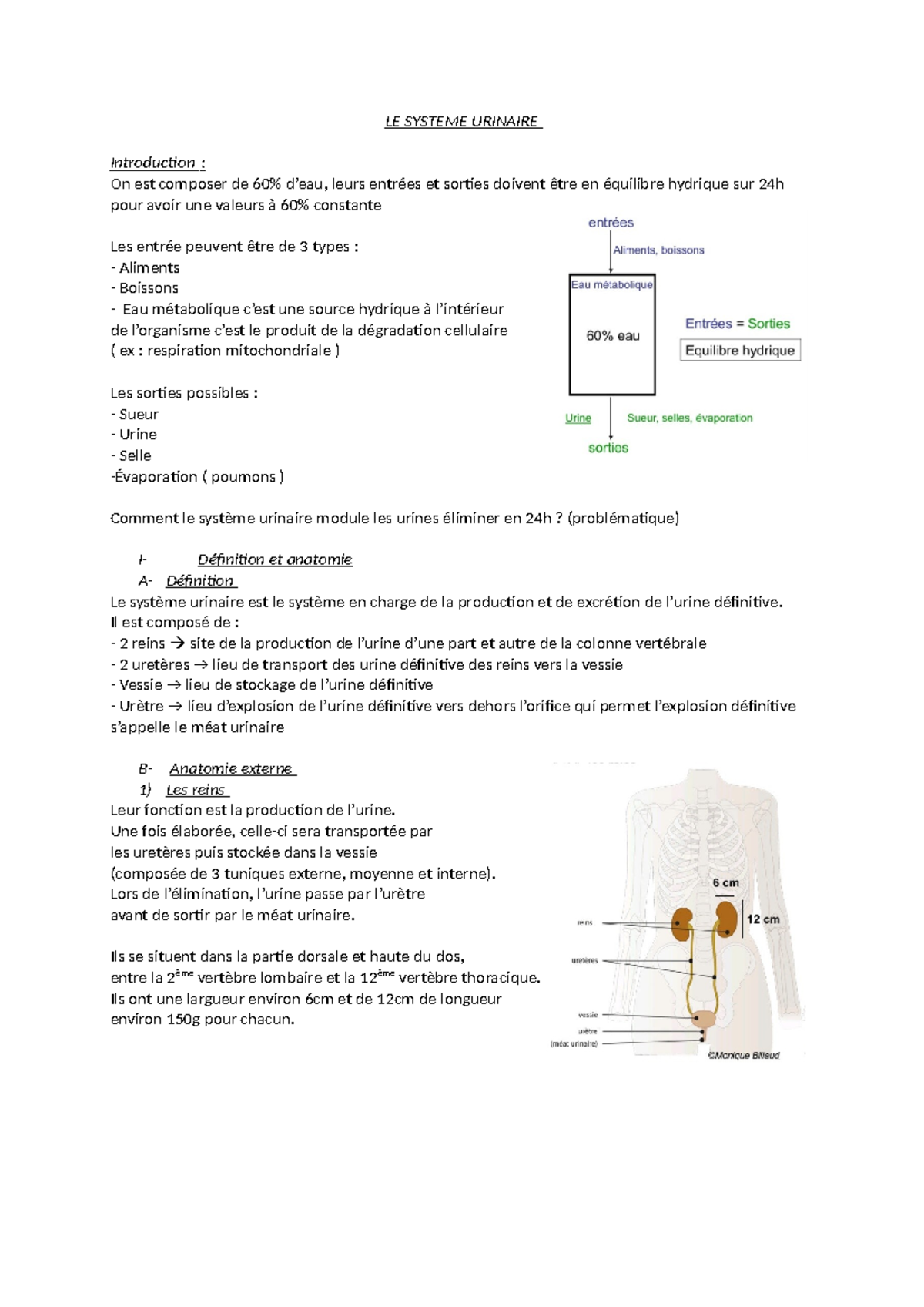 Cm système urinaire - LE SYSTEME URINAIRE Introduction : On est ...