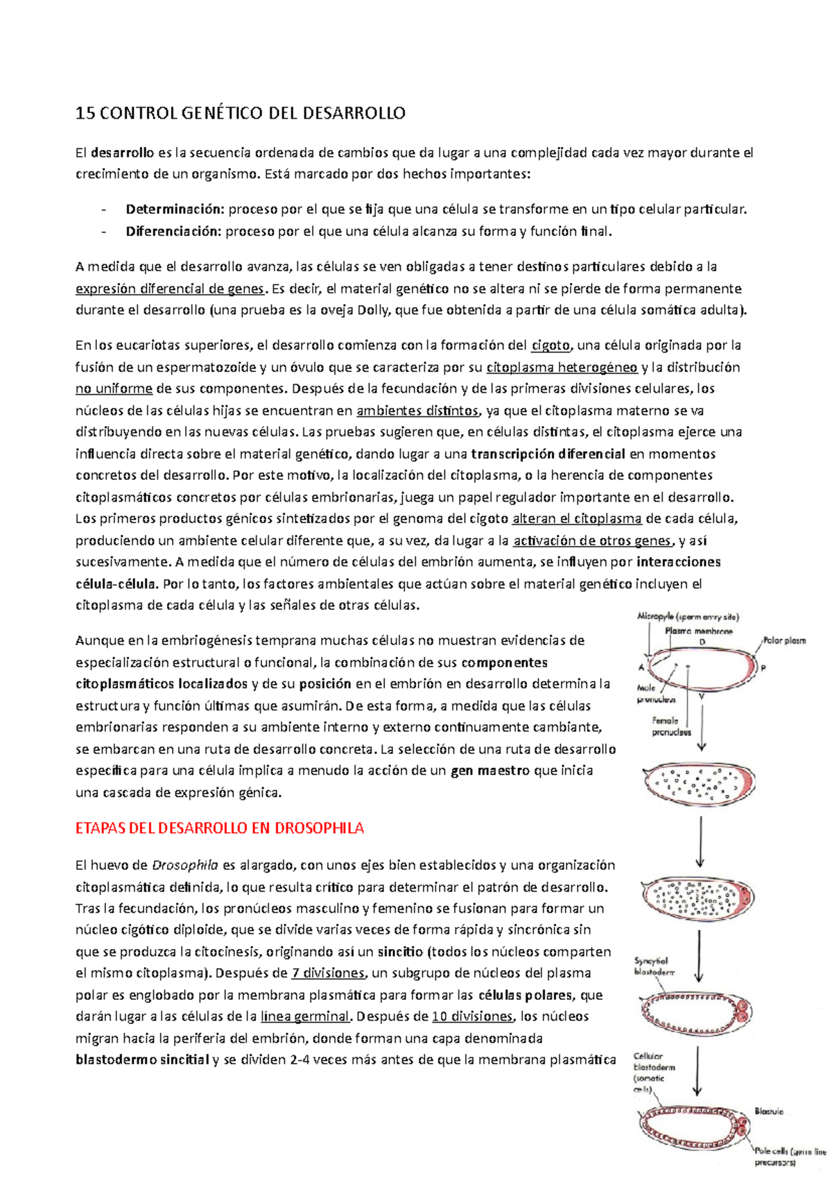 15 Control Genético DEL Desarrollo - 15 CONTROL GENÉTICO DEL DESARROLLO ...