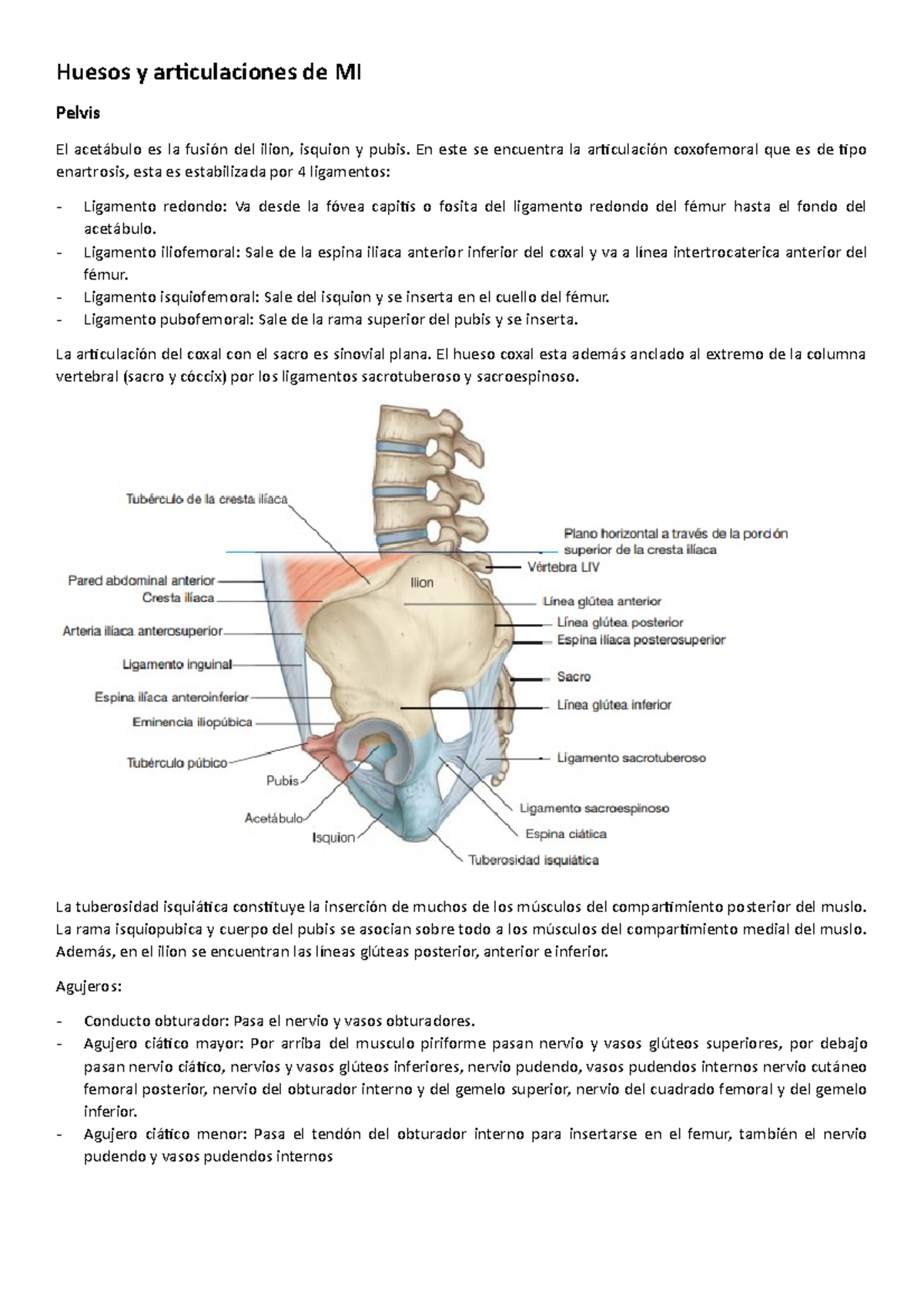 HuesosarticulacioneMI - Huesos y articulaciones de MI Pelvis El es la ...