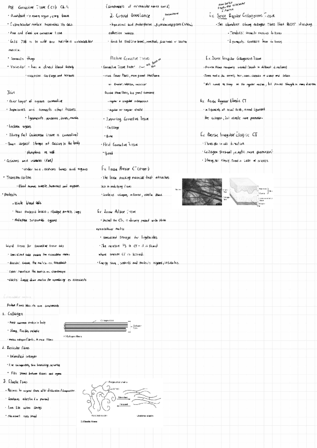 Kin 2Y03/1A03/1Y03 Test 3 notes - M8. Connective Tissue (CT) Ch ...