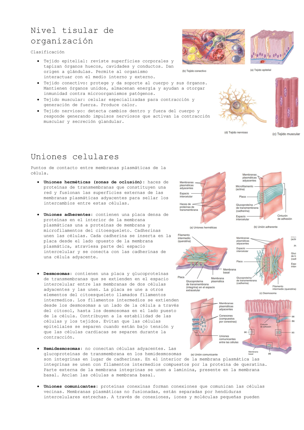Nivel tisular de organización - Nivel tisular de organización ...
