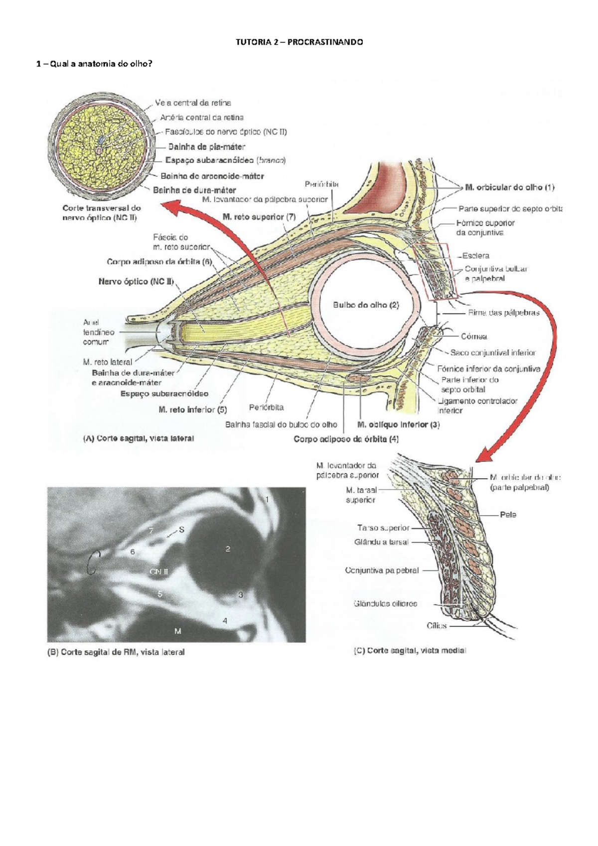 Tutoria 2 - TUTORIA 2 – PROCRASTINANDO 1 – Qual a anatomia do olho? ESTRUTURAS OCULARES ...