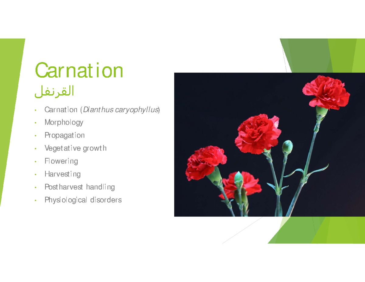 Carnation - Dr. Mohammad Al Salem - Carnat ion القرنفل • Carnat ion ...