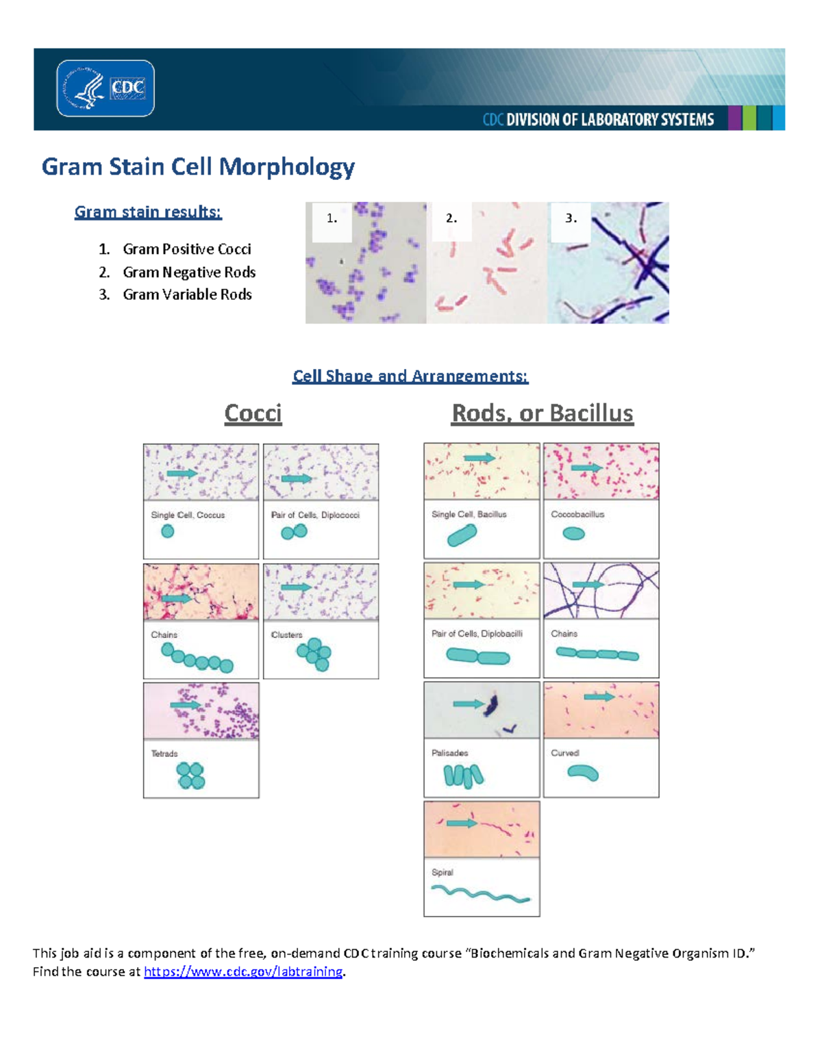 Gram Stain Cell Morphology Branded 508 - Microbiologia - Gram Stain ...