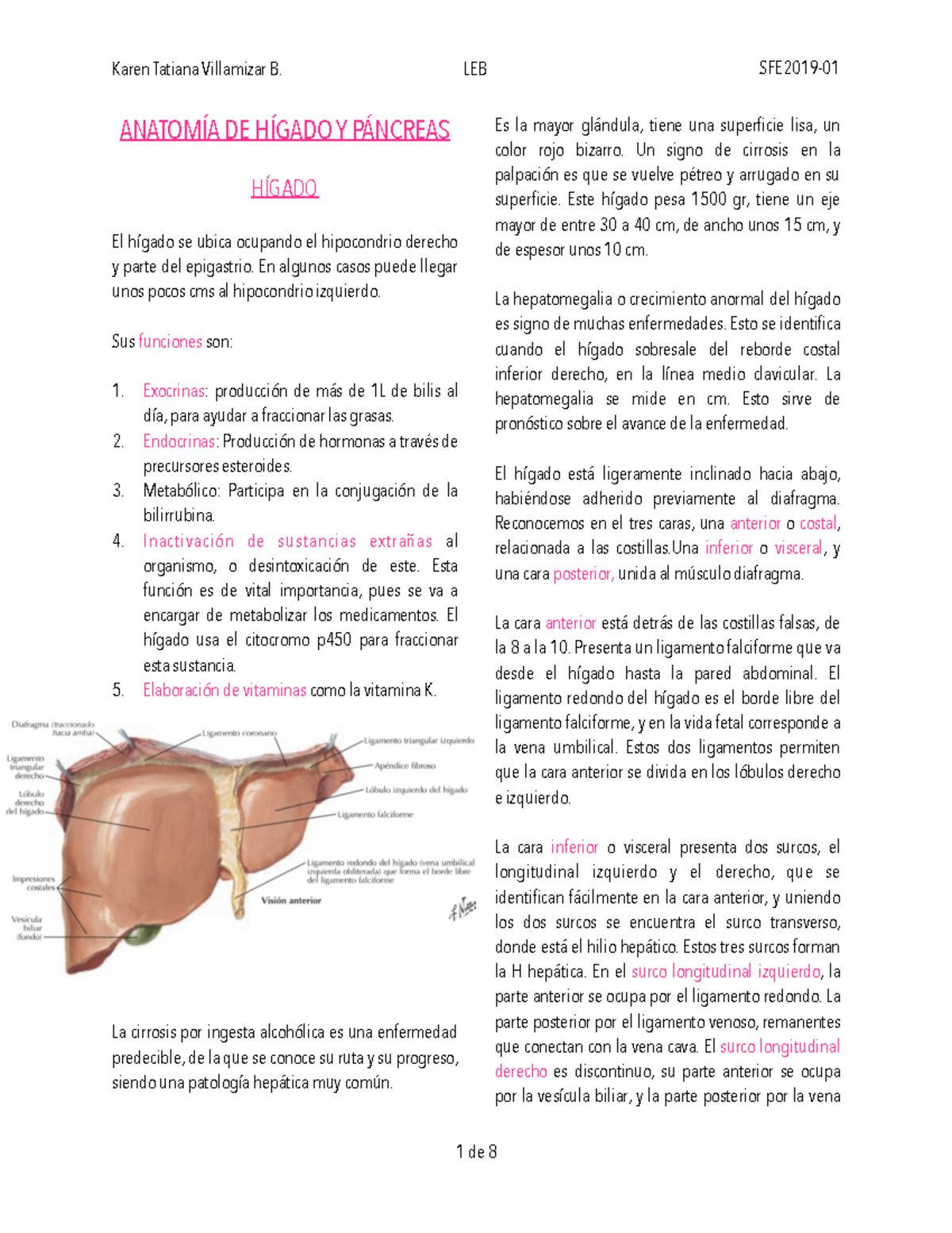5. Anatomía DE Hígado Y Páncreas - ANATOMÍA DE HÍGADO Y PÁNCREAS HÍGADO ...