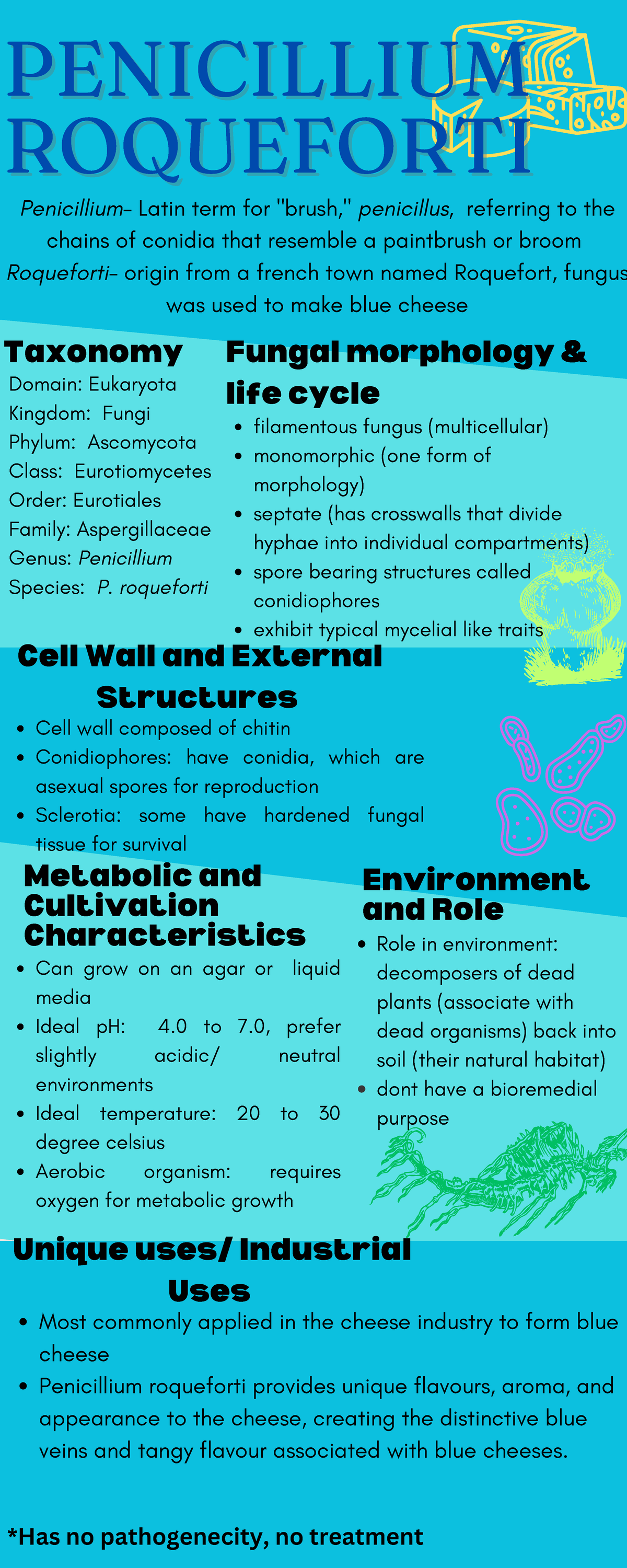 Microbio fungus - Environment and Role Taxonomy PENICILLIUM PENICILLIUM ...