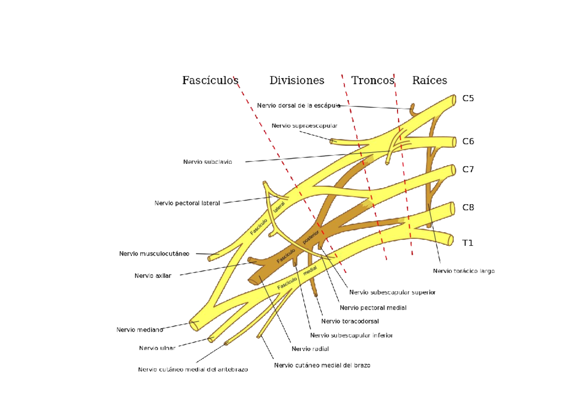 Plexo anat - Anatomia - Studocu