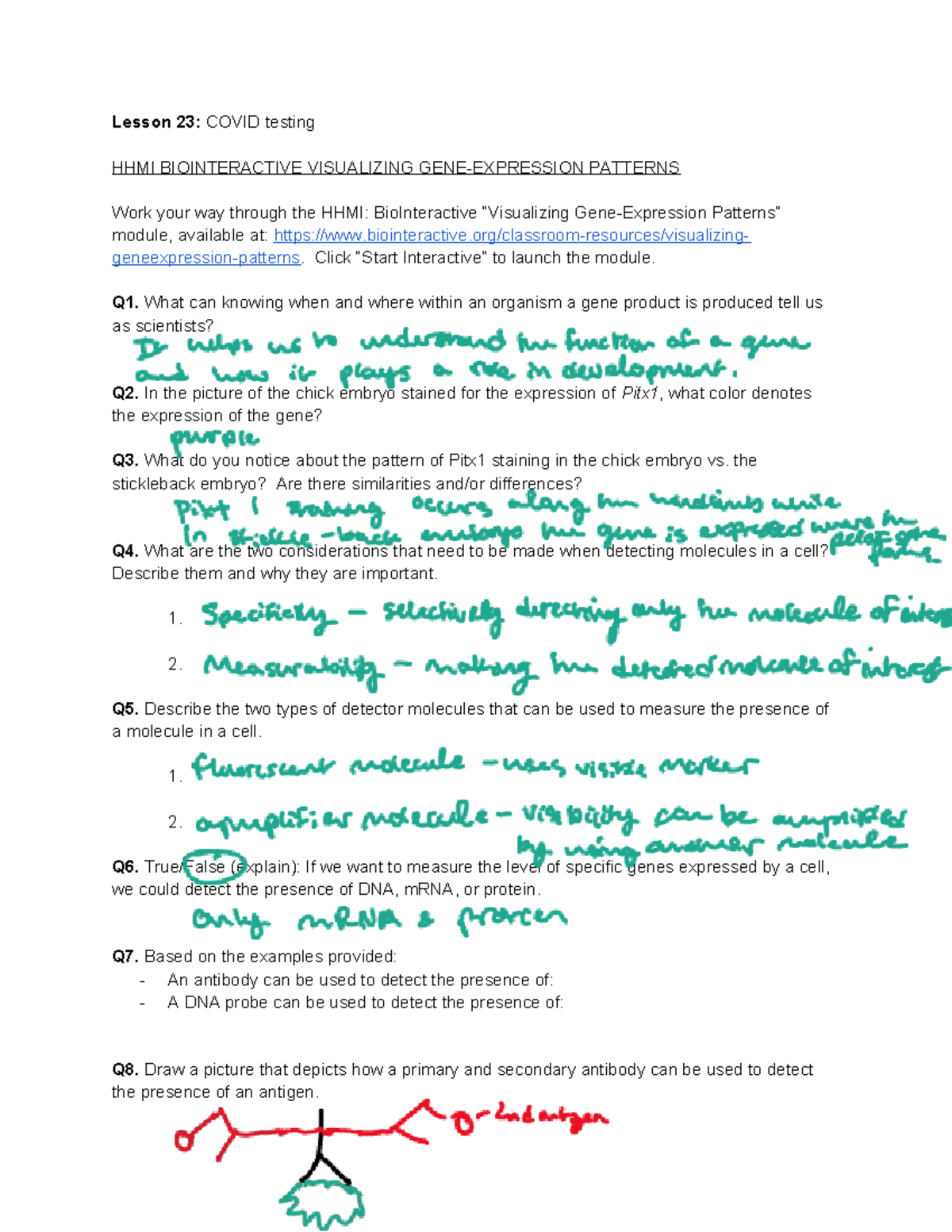 BIOL103 Lesson 23 GRQs - Lesson 23: COVID testing HHMI BIOINTERACTIVE ...
