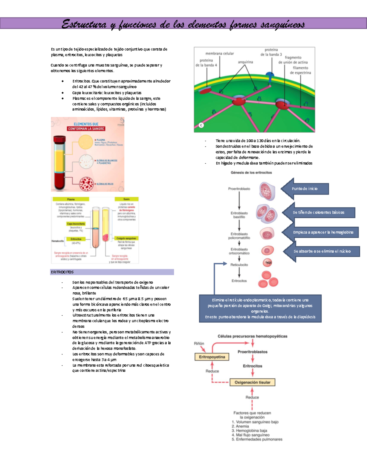 2-Estructura y funcion de lo elementos formes sanguíneos - Es un tipo ...