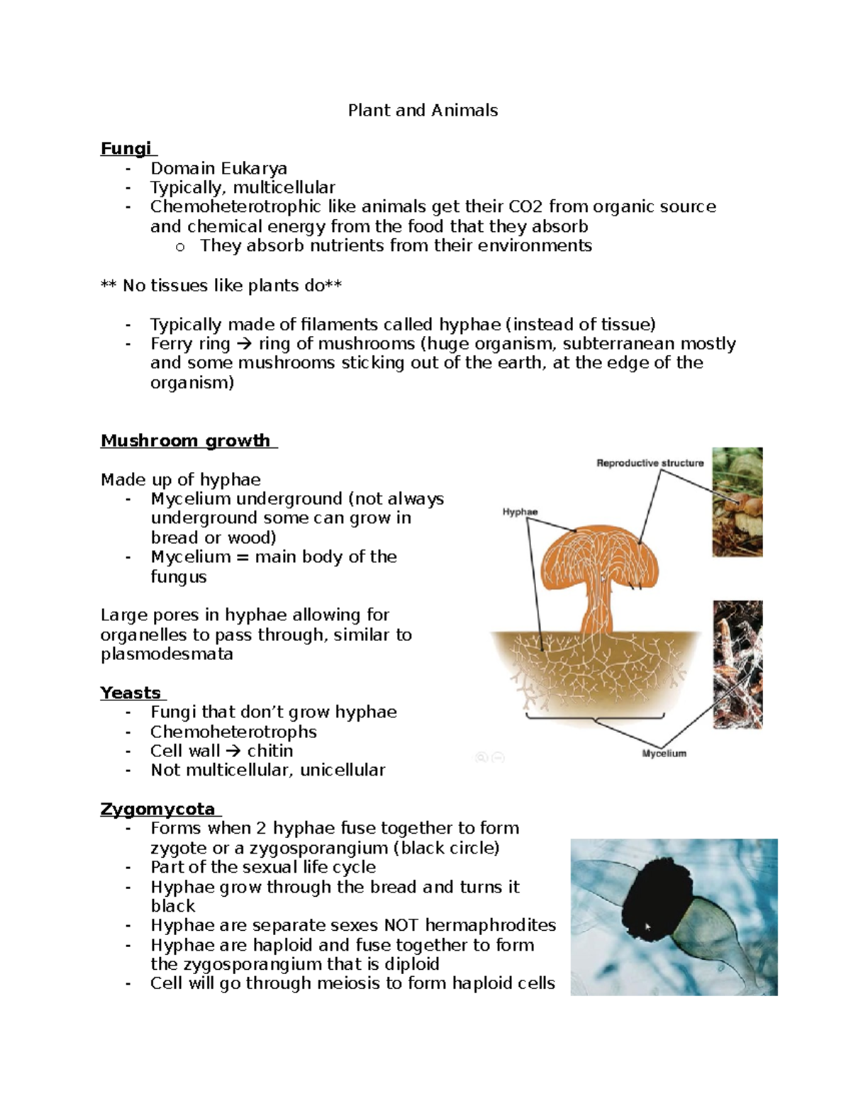 Plant and Animals (Tissues) - Plant and Animals Fungi - Domain Eukarya ...
