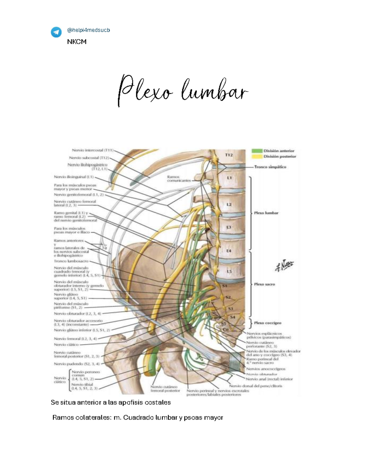 Plexo Lumbar - NKCM Plexo lumbar Se situa anterior a las apofisis ...
