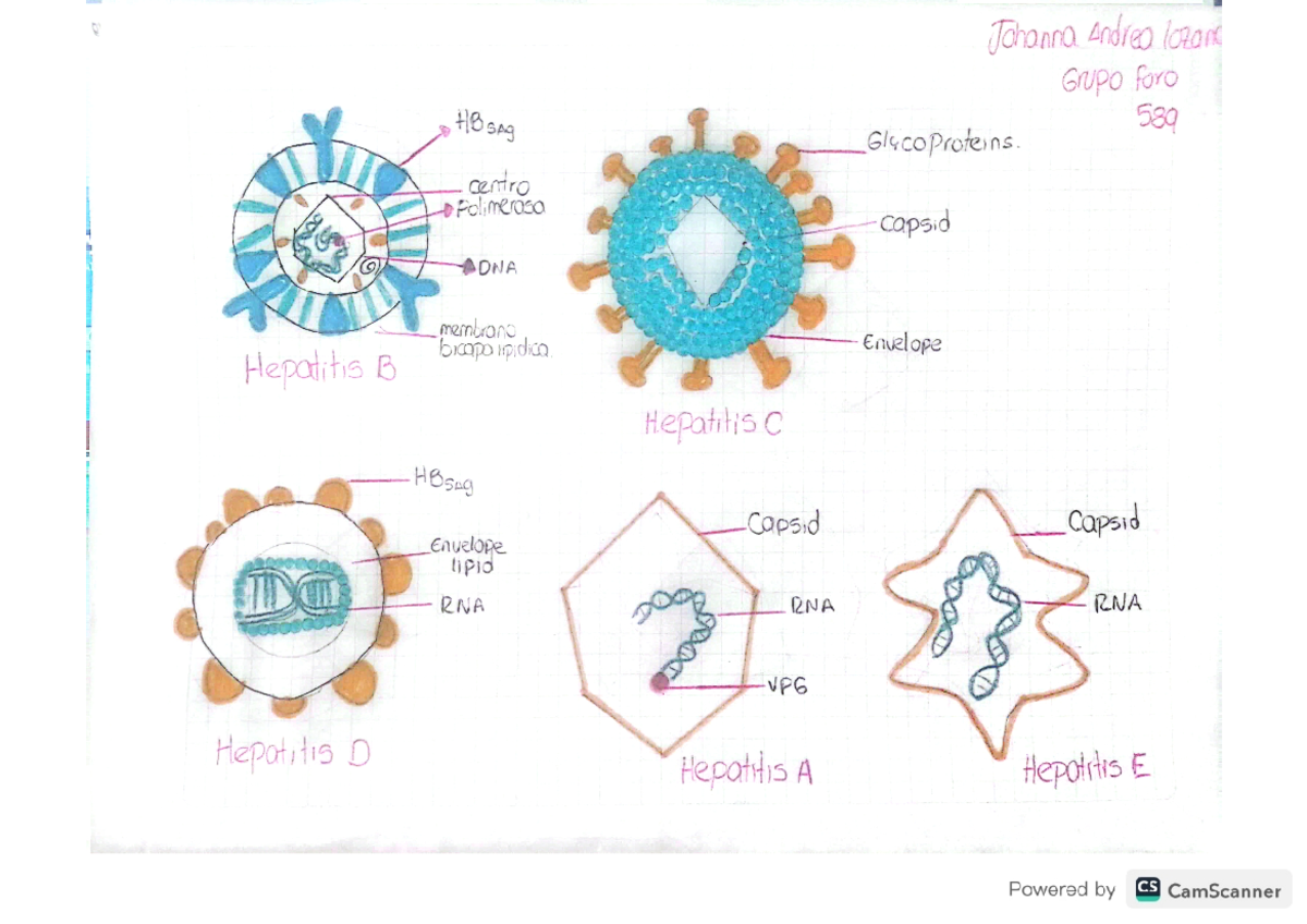 Hepatitis - profundisacion - Biologia celular - Johanna Andrea lozanic ...