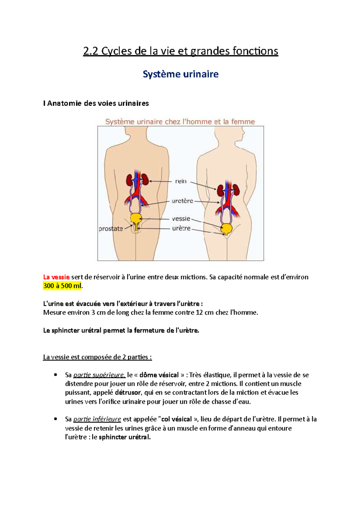 Système urinaire - 2 Cycles de la vie et grandes fonctions Système ...