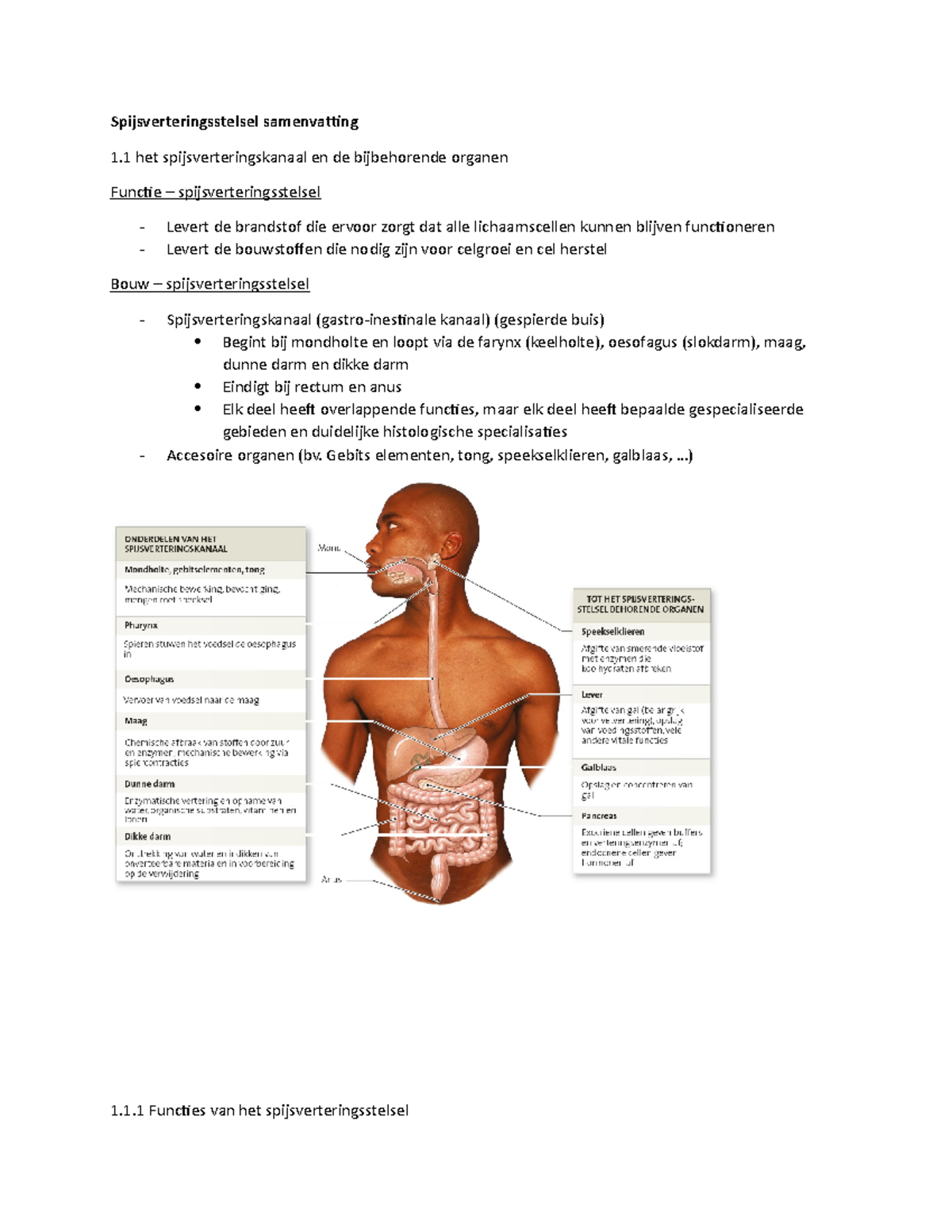 Spijsverteringsstelsel samenvatting 1.1 t/m 1.1.3 ...