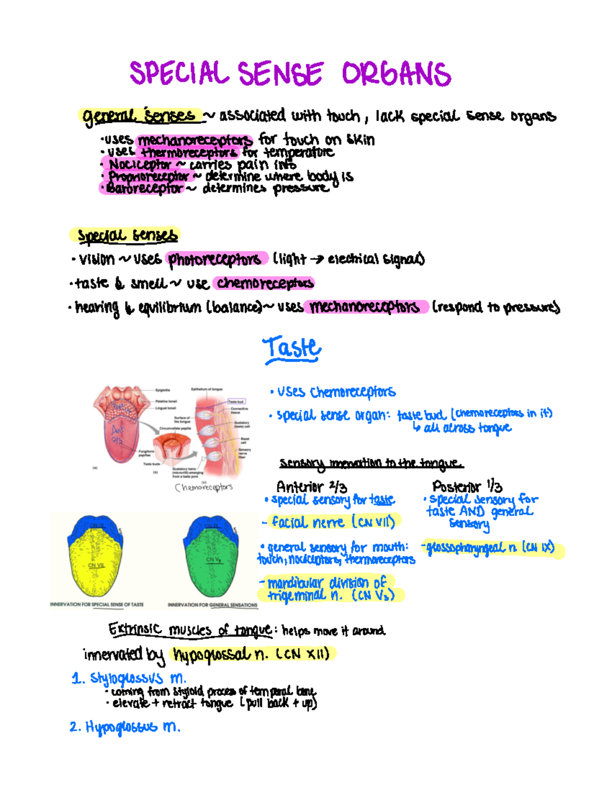 Special sense organs (taste, hearing, smell) - SPECIAL SENSE ORGANS ...