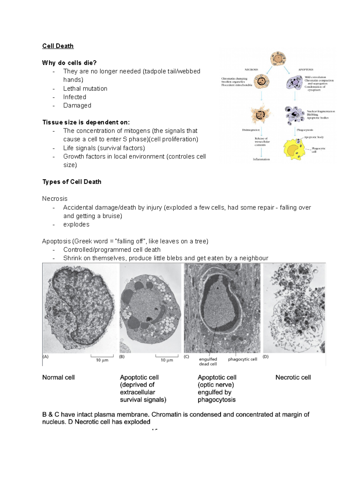BIOL 252 L5-6 - Dianes Handout lectures 5-6 - Cell Death Why do cells ...