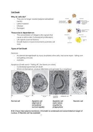 Diane's Lectures - Cell replication 1. Permanent - Not replaced - Ear ...