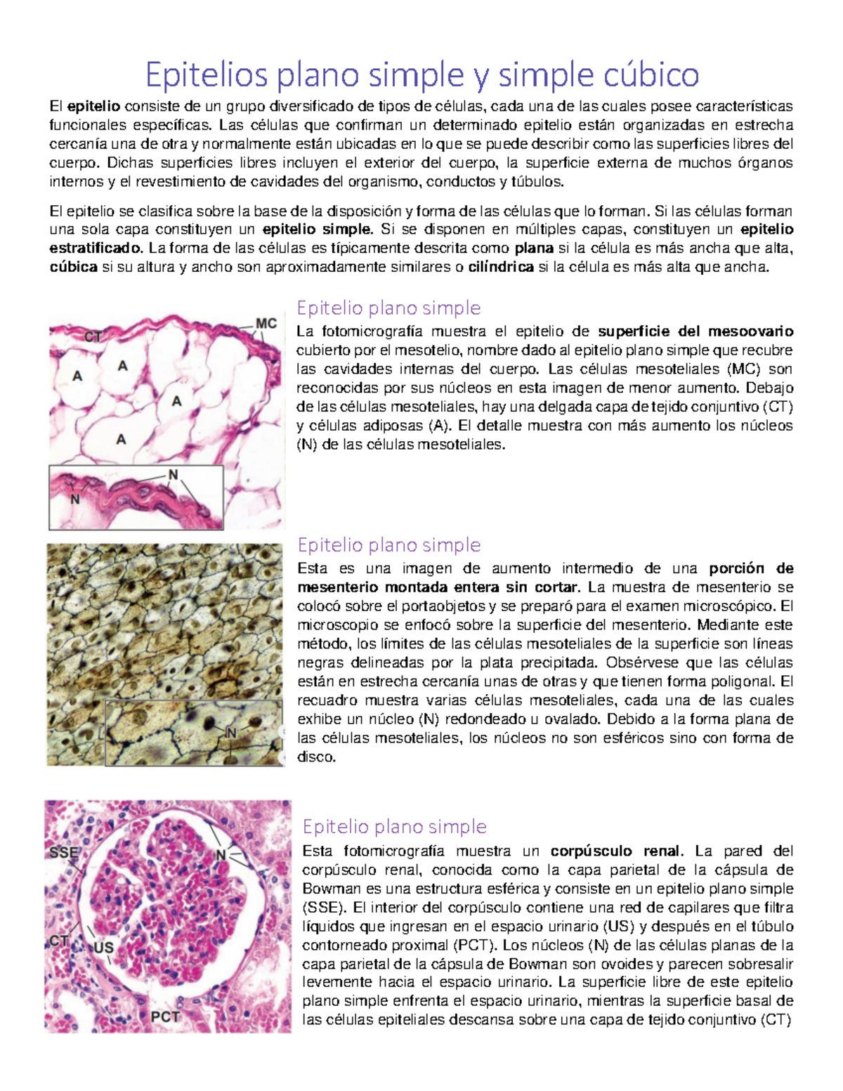 Laminillas Histología, tejidos histológicos - Epitelios plano simple y simple cúbico El epitelio ...