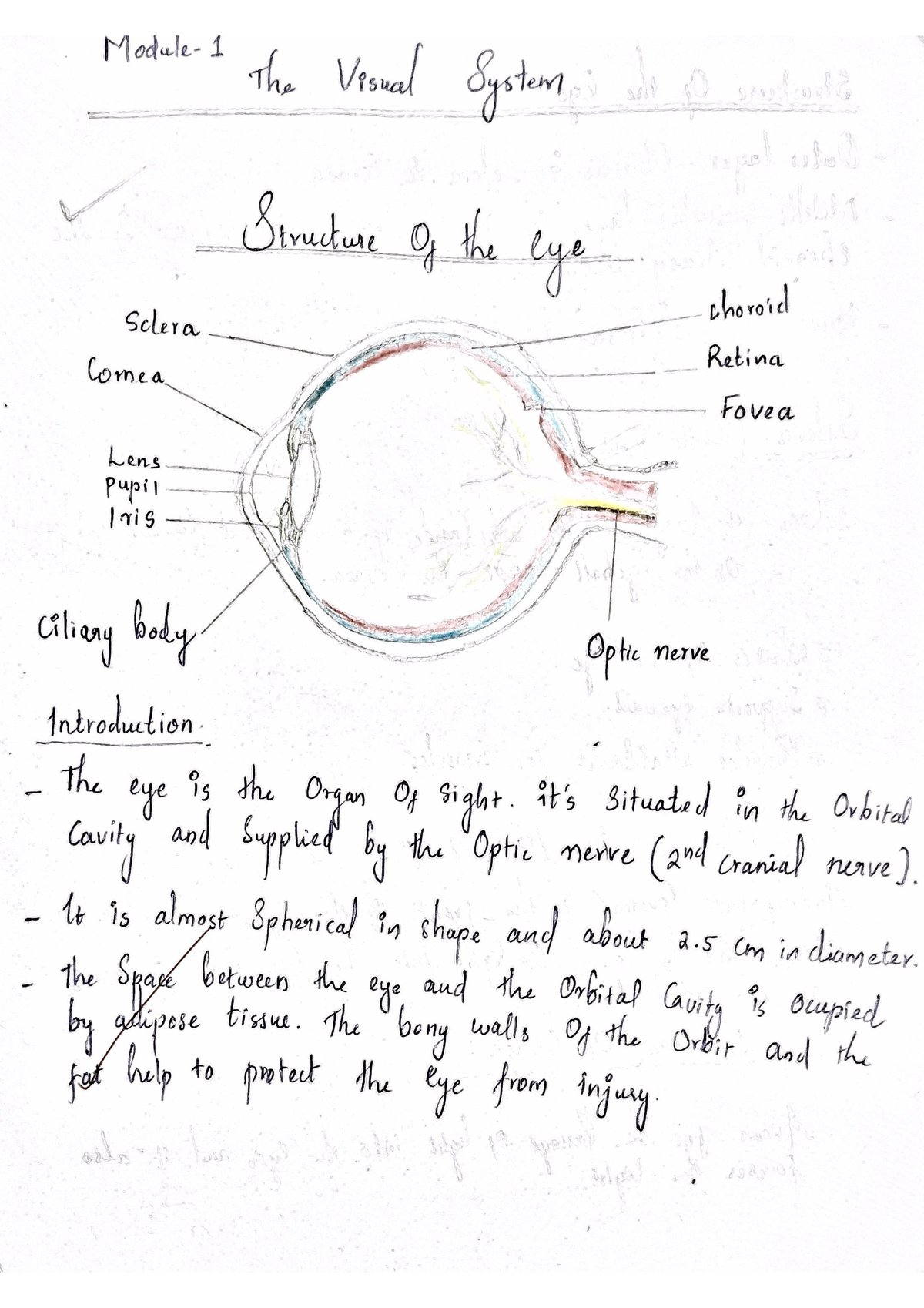 Module 1 The visual system - 1 The Visual System Structure Of the eye ...