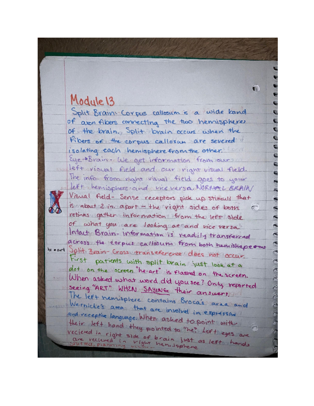 Module 13 - Explains the hemispheres of the brain and how they improve ...