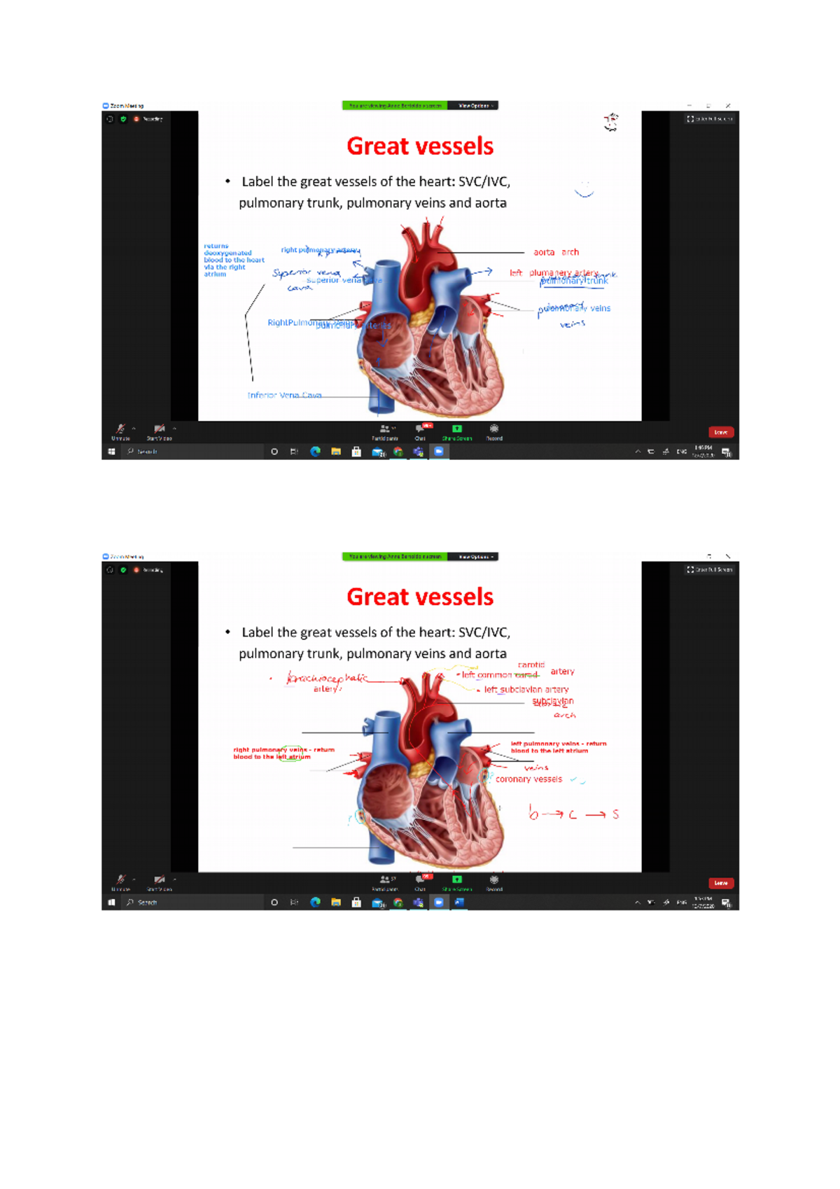 Heart lecture labelled - 301126 - Studocu