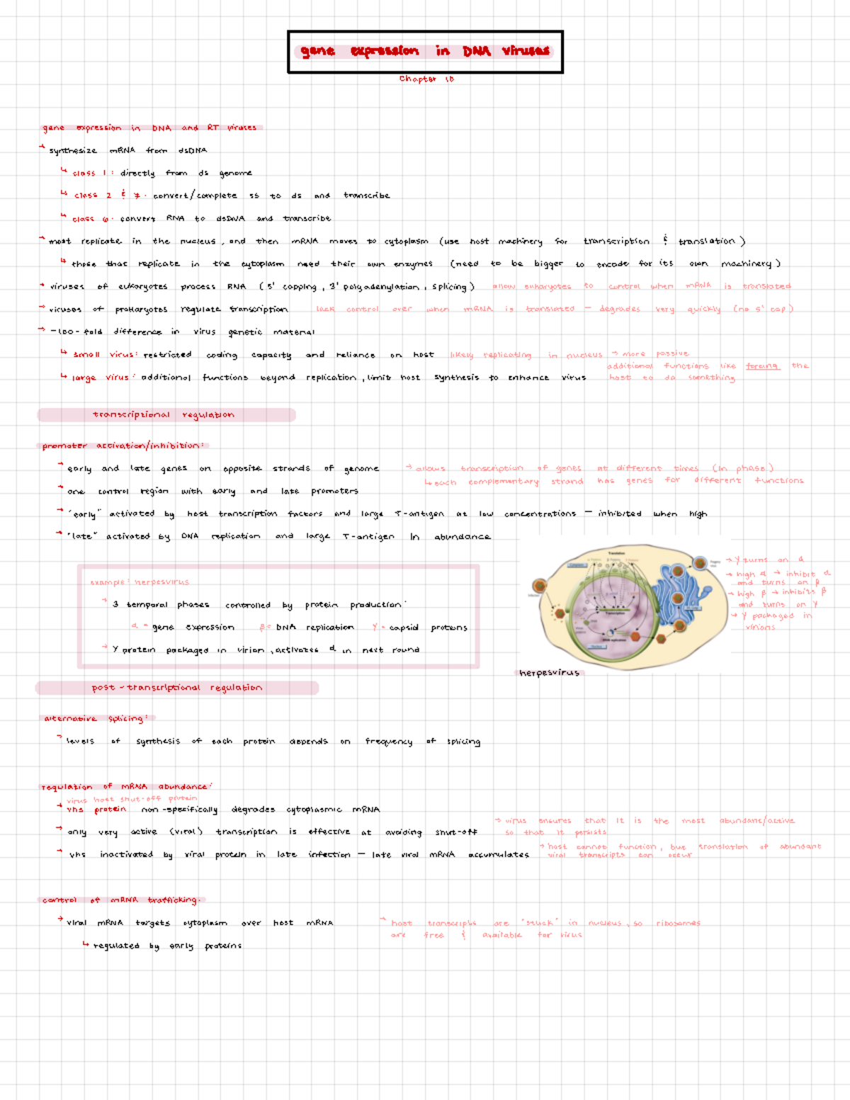 9- Gene Expression in DNA Viruses - gene expression in DNA viruses ...