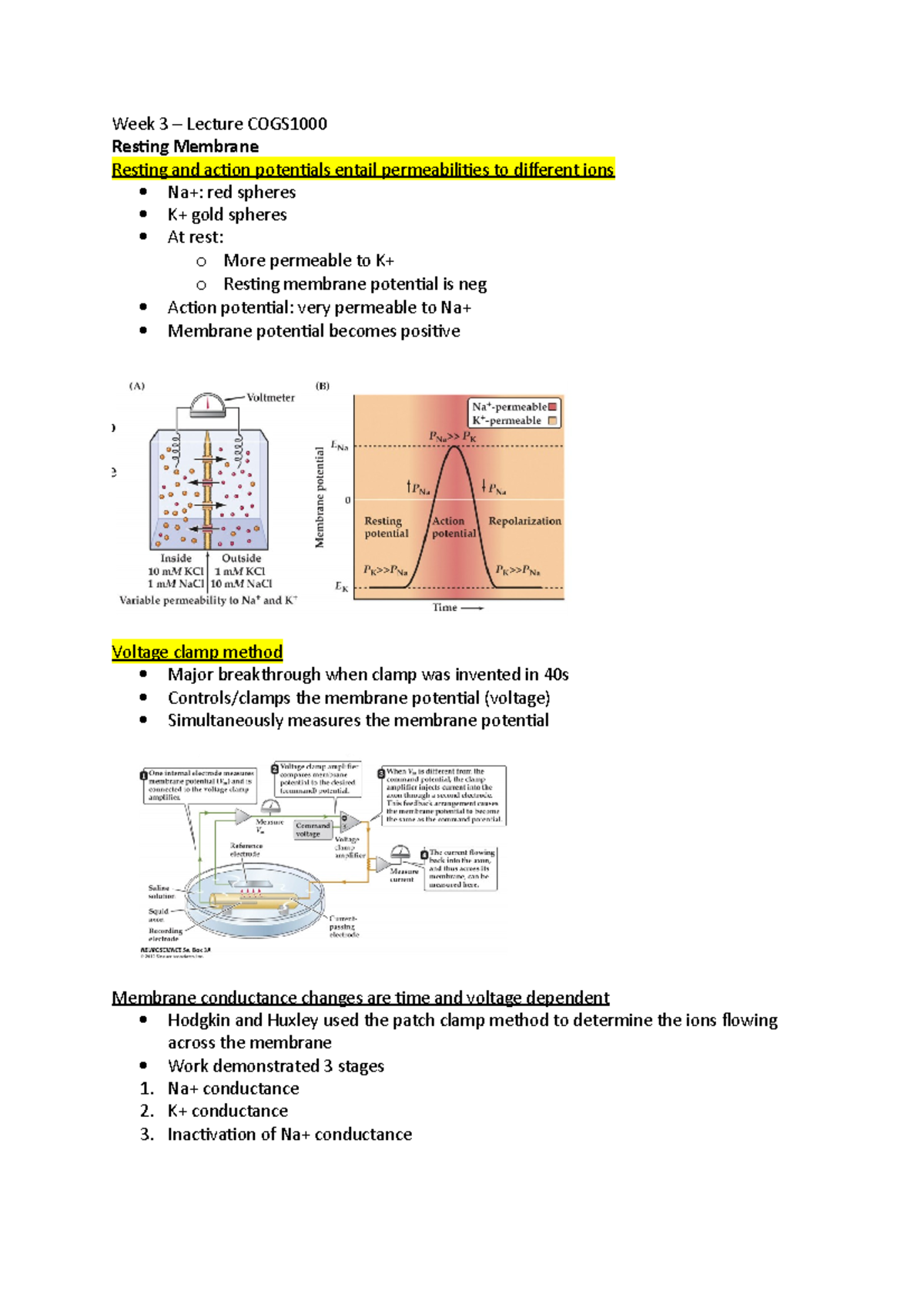 Week 3 Lecture Cogs Week 3 Lecture Cogs Resting Membrane Resting And Action Potentials