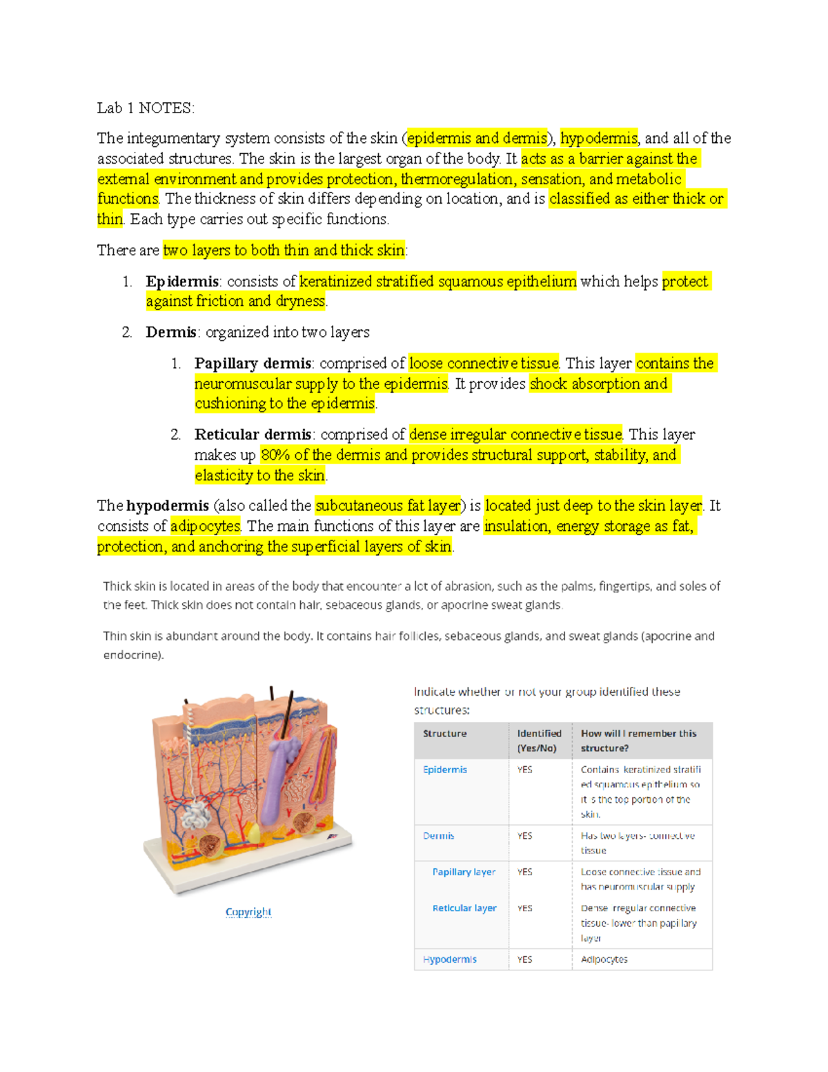 Lab 1 Notes - Lab 1 NOTES: The integumentary system consists of the ...