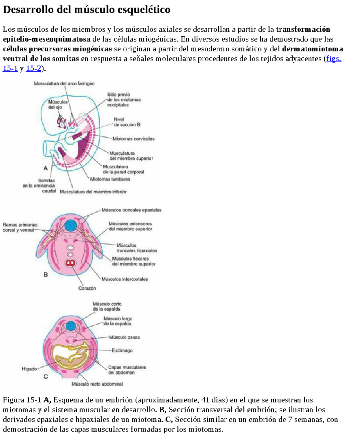 sistema muscular - Desarrollo del músculo esquelético Los músculos de ...