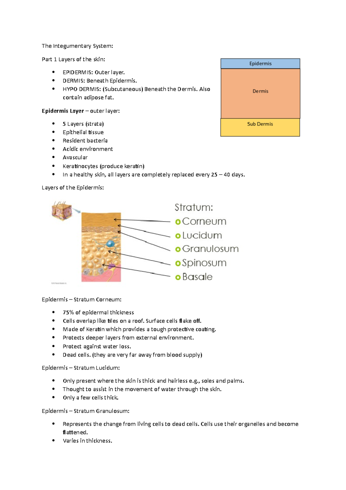 The Integumentary System 1 - The Integumentary System: Part 1 Layers of ...
