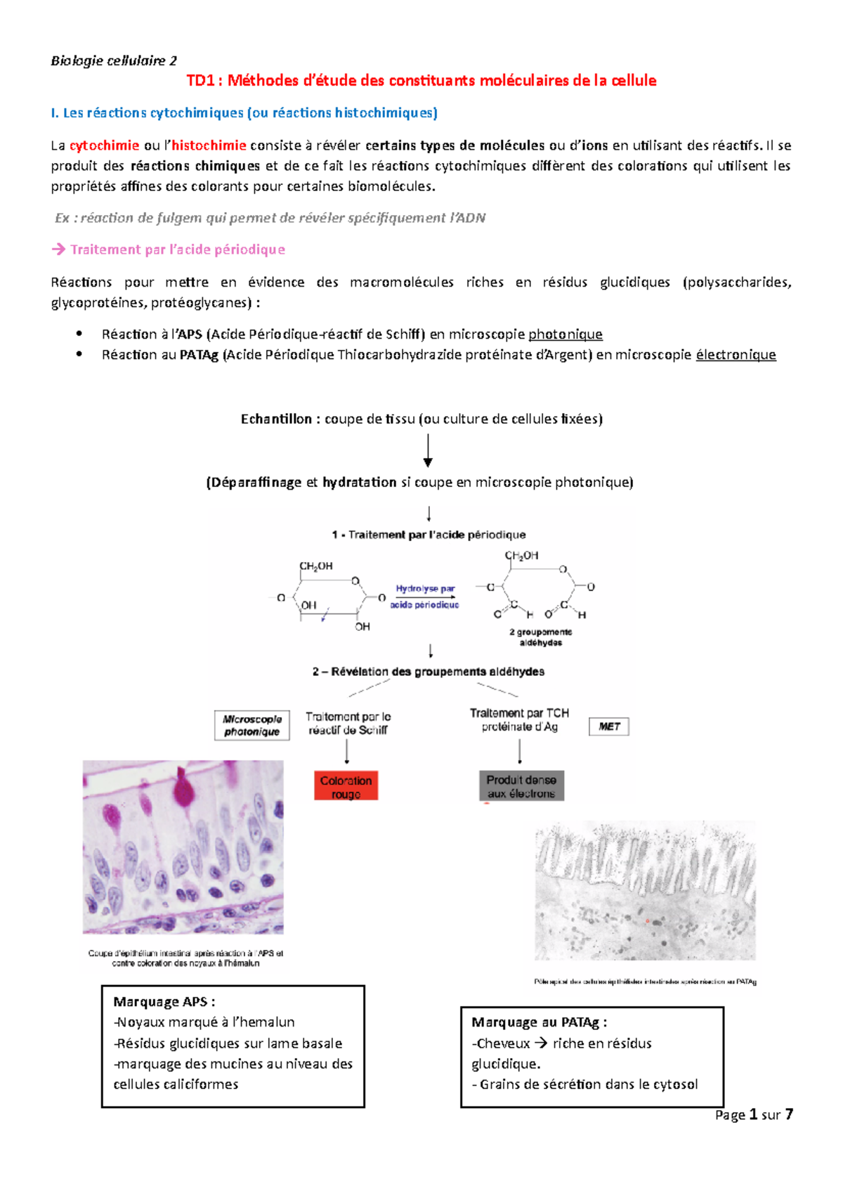 TD1 - Méthodes d’étude des constituants moléculaires de la cellule - Les réactions cytochimiques ...