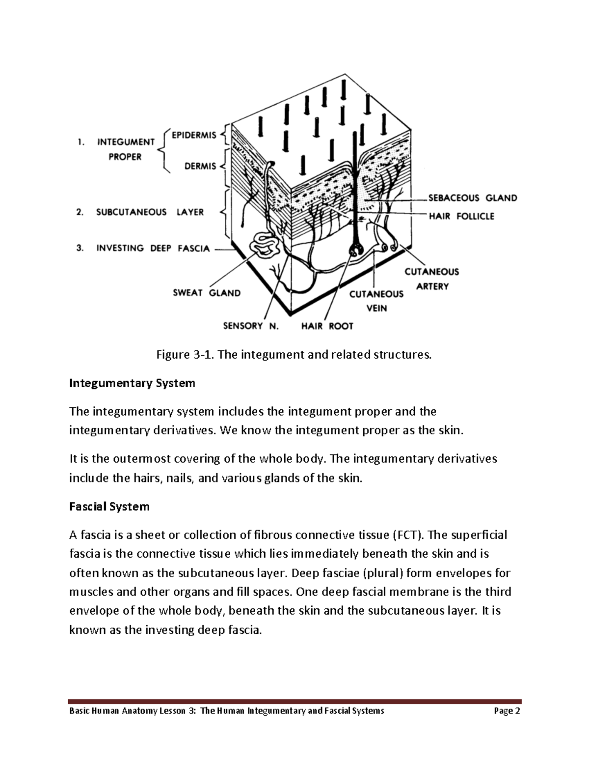Anatomy 3 Lecture Notes - Figure 3-1. The integument and related ...